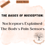The Basics Of Nociception - Nociceptors Explained: The Body’s Pain ...