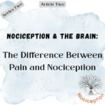 Nociception And The Brain - The Difference Between Pain And Nociception ...